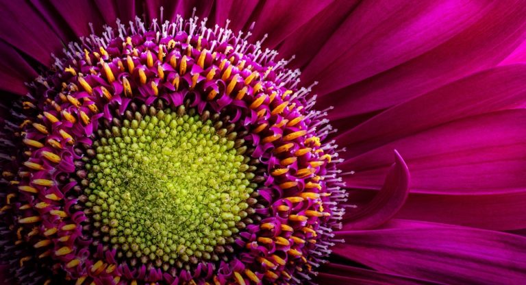 Mastering Aperture Priority Mode: A Full Photography Guide