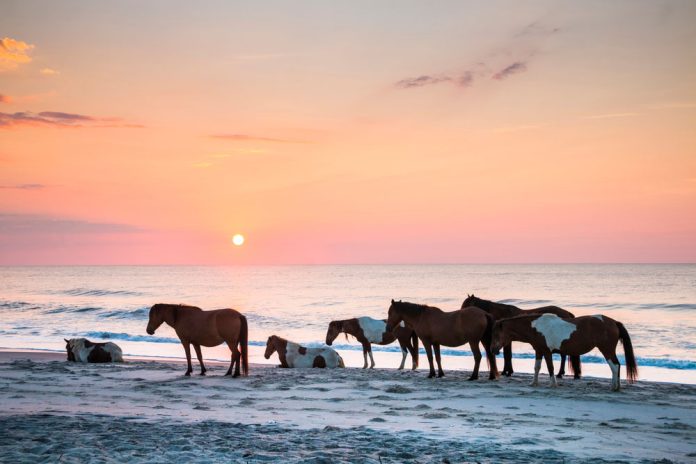 Maryland Summer Travel Guide: Top Photography Spots & Drives