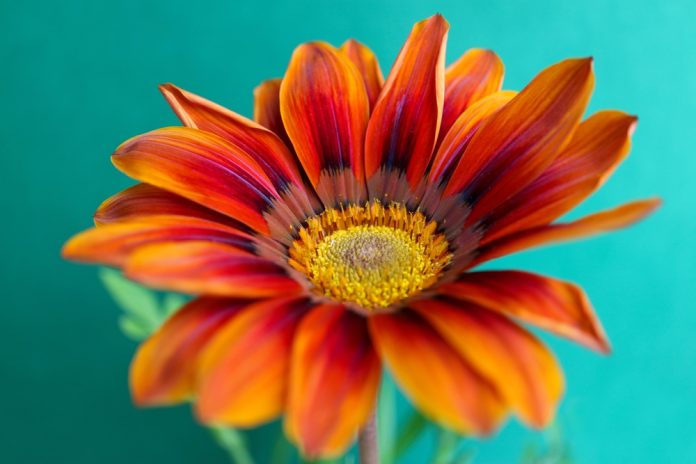Best Lenses for Flower Photography