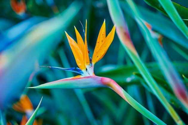 The Best Camera Settings for Flower Photography - Photography Talk