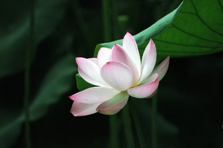 The Best Camera Settings for Flower Photography - Photography Talk