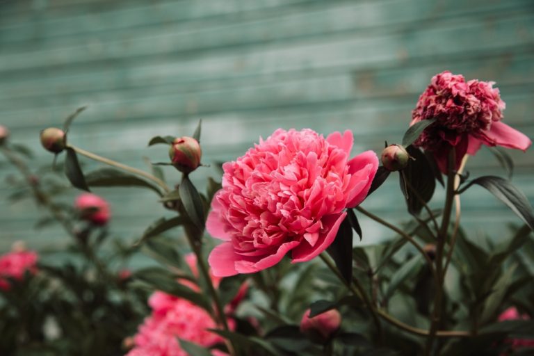 The Best Camera Settings for Flower Photography - Photography Talk