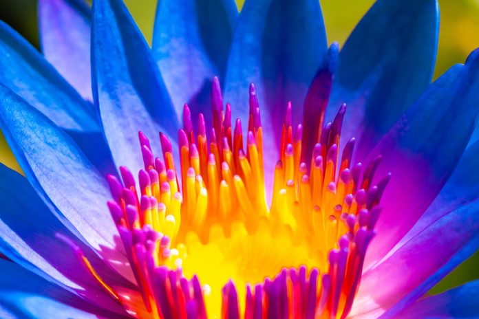 The Best Camera Settings for Flower Photography - Photography Talk