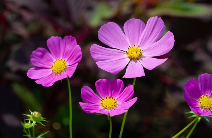 The Best Camera Settings for Flower Photography - Photography Talk