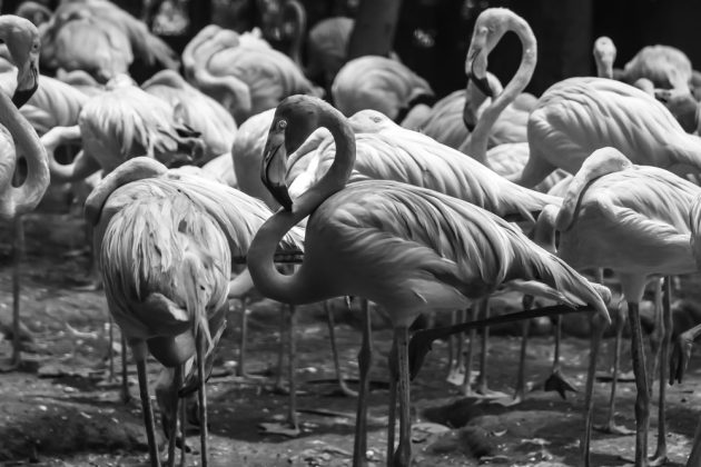 Monochrome Photography: A Timeless Art Form