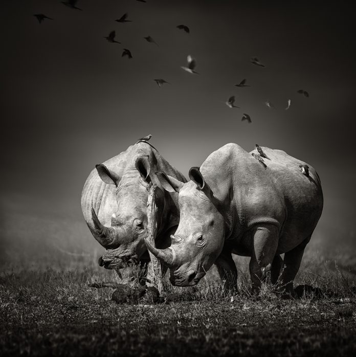 Monochrome Photography: A Timeless Art Form