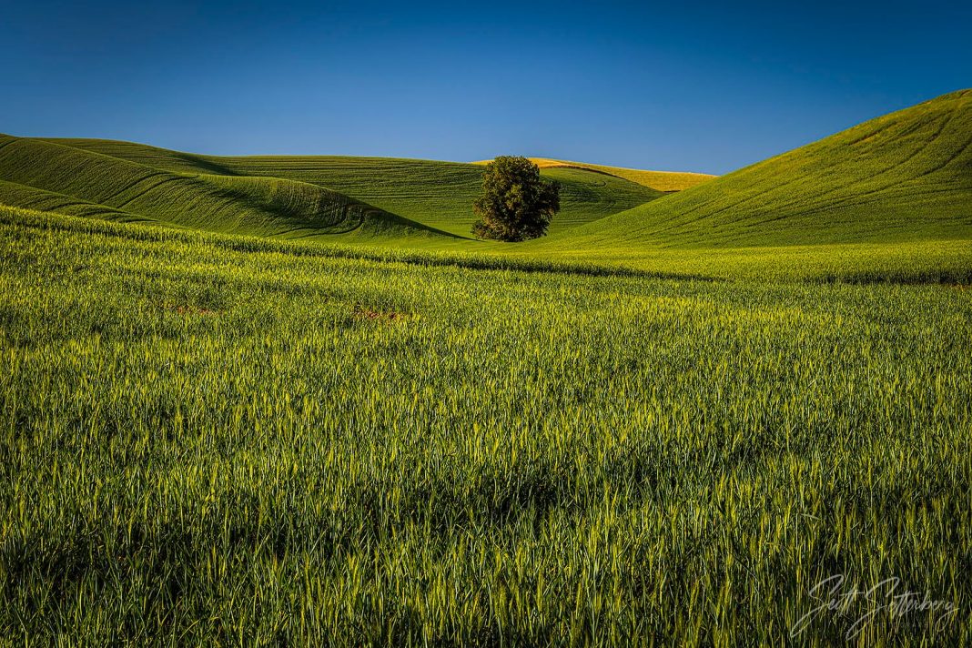 Why the Palouse is a Masterclass in Composition for Landscape ...